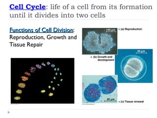 Ch. 9 Mitosis F17-mitosis and meiosis.ppt