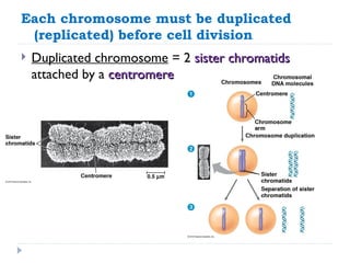 Ch. 9 Mitosis F17-mitosis and meiosis.ppt
