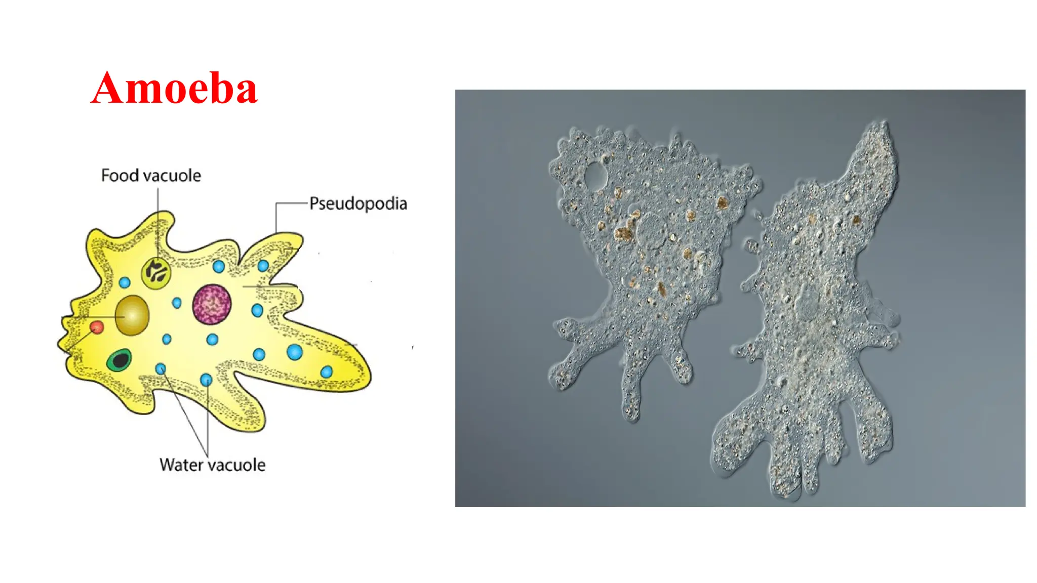 Ch.2 Microorganisms friend or foe, Pathogens.pptx