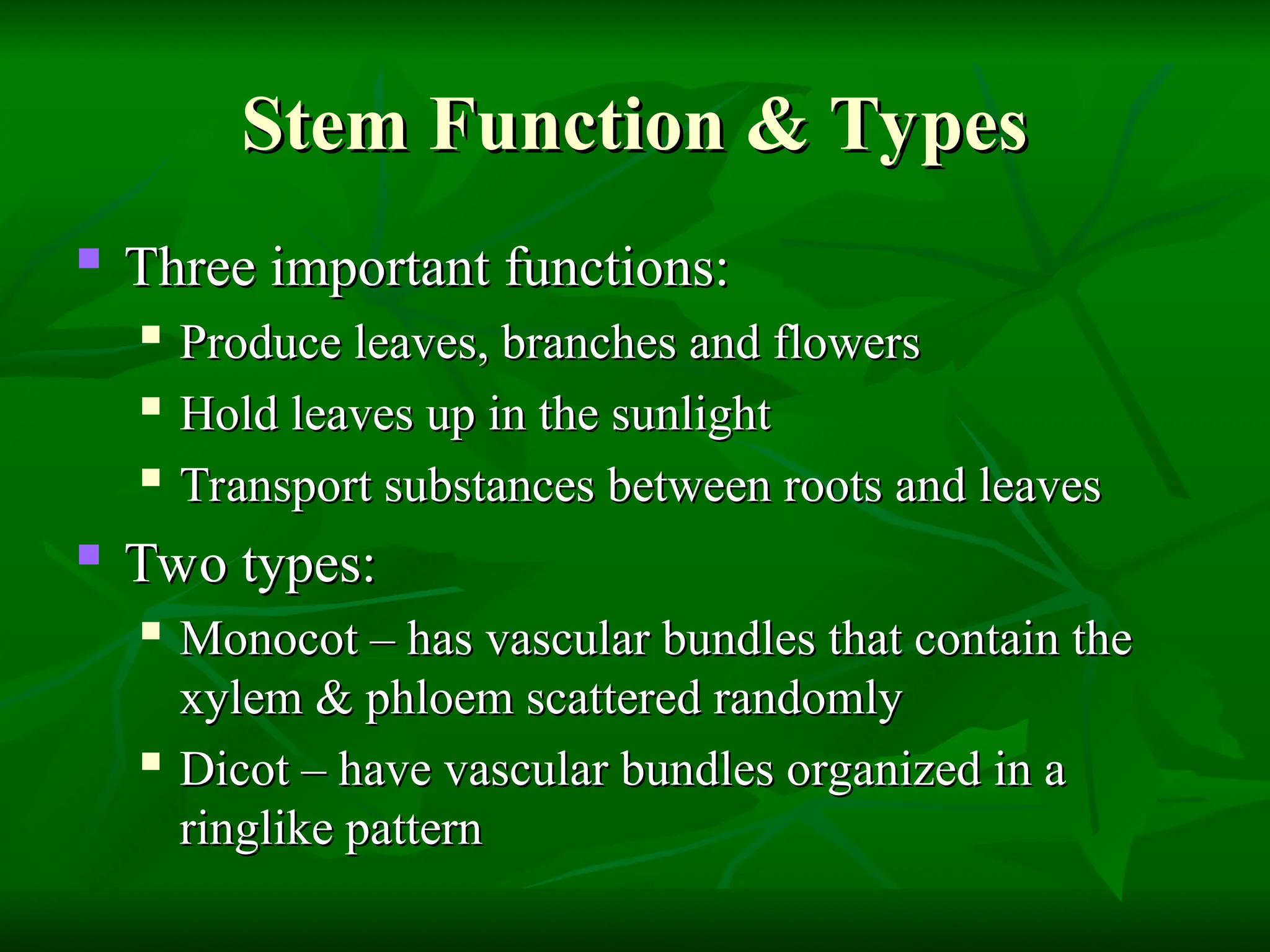 Ch. 23 Roots Stems and Leaves PPT (1).ppt