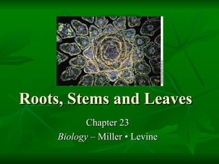 Ch. 23 Roots Stems and Leaves PPT (1).ppt