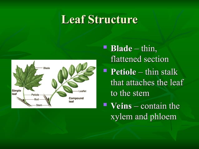 Ch. 23 Roots Stems and Leaves PPT (1).ppt