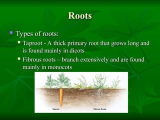 Ch. 23 Roots Stems and Leaves PPT (1).ppt