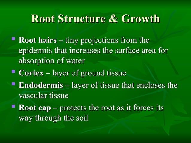 Ch. 23 Roots Stems and Leaves PPT (1).ppt