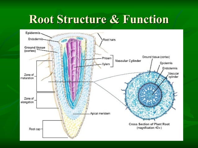 Ch. 23 Roots Stems and Leaves PPT (1).ppt