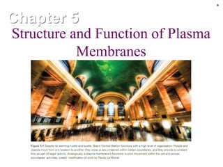 Ch.05.pptx for school downloaded on structure and function of cells | PPT