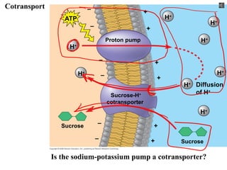Ch.05.pptx for school downloaded on structure and function of cells | PPT