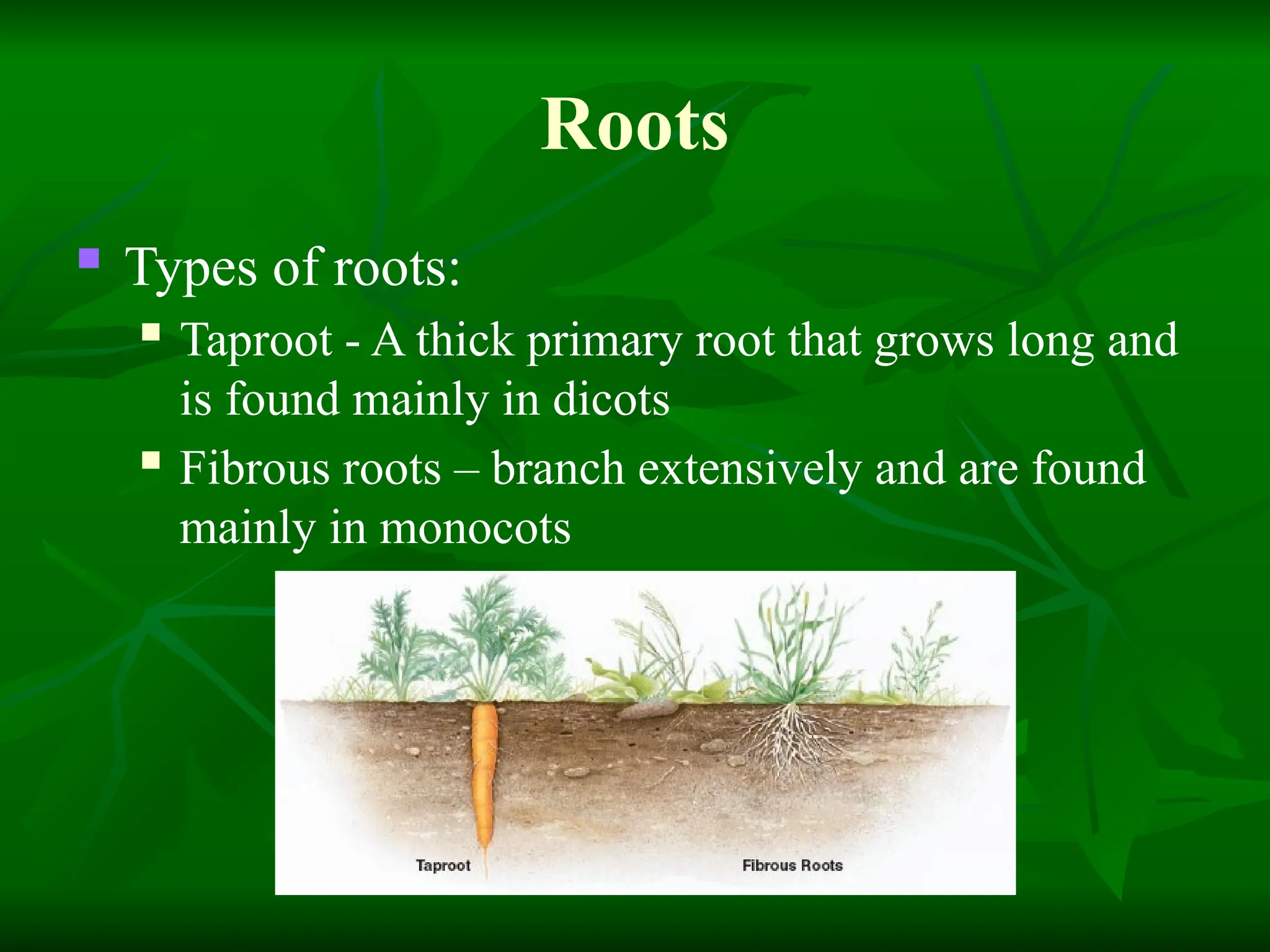 The structure of roots, stems and leaves | PPTX