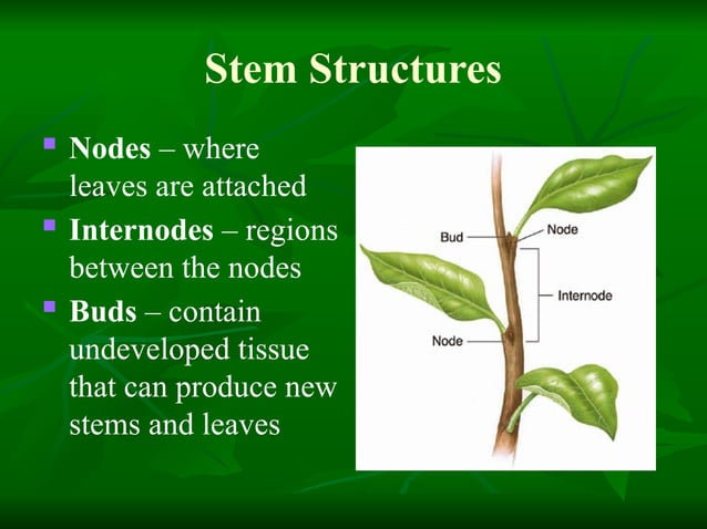 The structure of roots, stems and leaves | PPTX