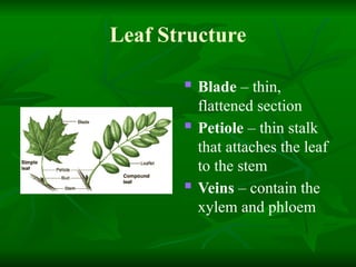 The structure of roots, stems and leaves | PPTX