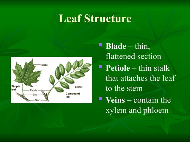 The structure of roots, stems and leaves | PPTX