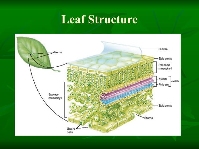 The structure of roots, stems and leaves | PPTX
