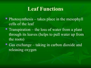 The structure of roots, stems and leaves | PPTX