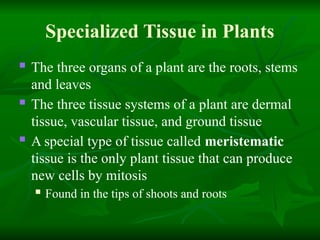The structure of roots, stems and leaves | PPTX
