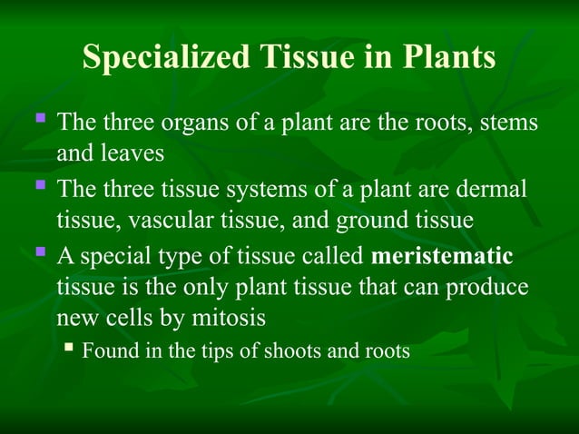 The structure of roots, stems and leaves | PPTX