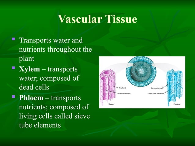 The structure of roots, stems and leaves | PPTX