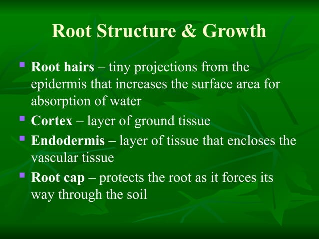 The structure of roots, stems and leaves | PPTX