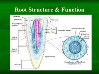The structure of roots, stems and leaves | PPTX