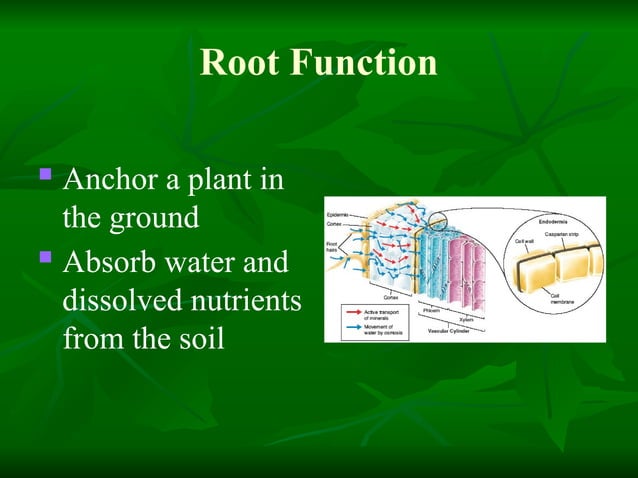 The structure of roots, stems and leaves | PPTX