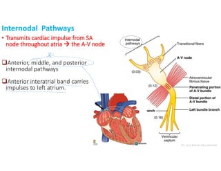 Ch.2.pdf cardiac muscle secrets and physiology | PPT