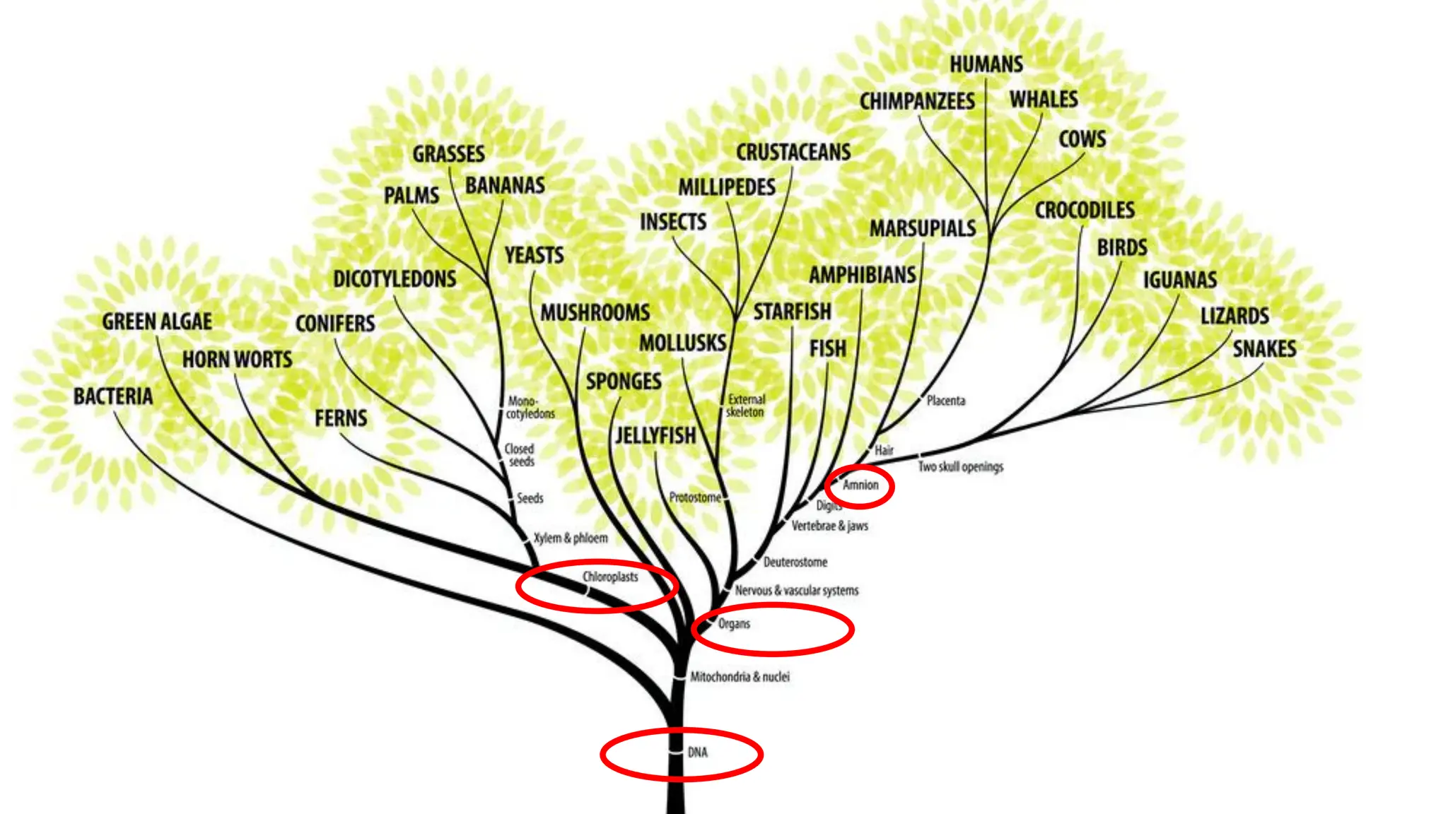 Chapter 8 26 Phylogeny Presentation AP Biology | PDF