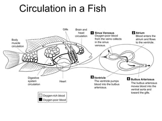 Ch. 25 to 27 vertebratesrevised | PPT