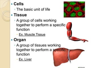 Ch. 27 levels of organization | PPTX