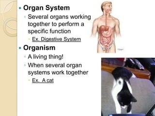 Ch. 27 levels of organization | PPTX