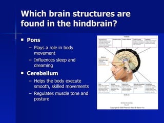 Ch. 2 biology and behavior.key | Brain and Nervous System Disorders ...