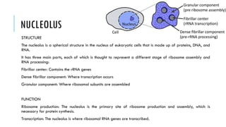 Ch-2_Cell and its components- Pharm D_Pharmacy | PPTX