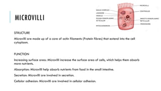 Ch-2_Cell and its components- Pharm D_Pharmacy | PPTX