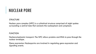 Ch-2_Cell and its components- Pharm D_Pharmacy | PPTX
