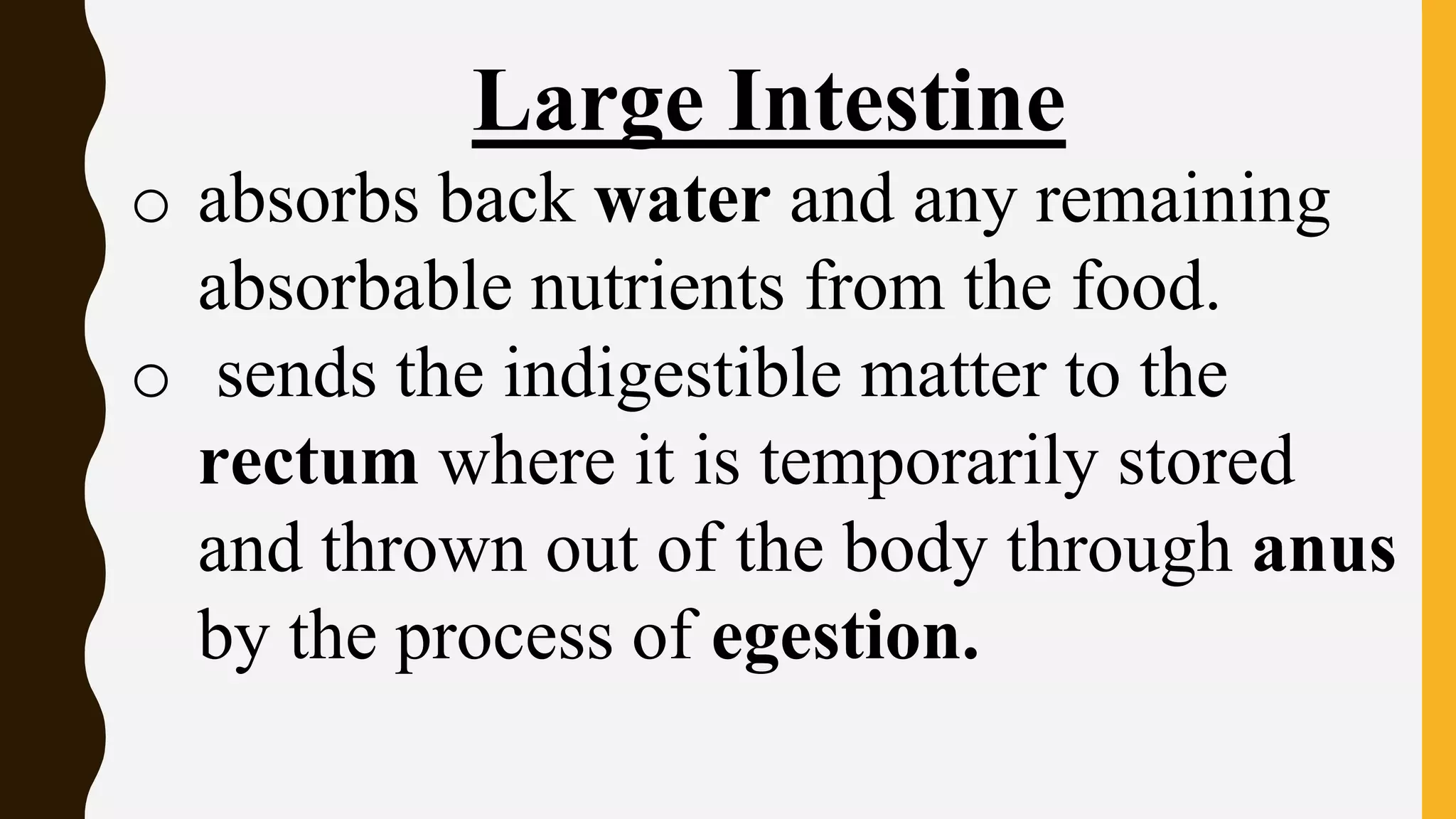 Nutrition in Animals Class 7 Ch 2 | PPTX