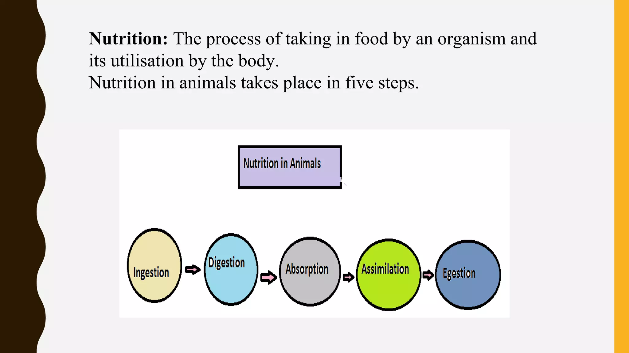 Nutrition in Animals Class 7 Ch 2 | PPTX