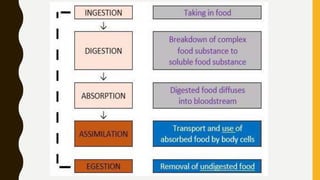 Nutrition in Animals Class 7 Ch 2 | PPTX