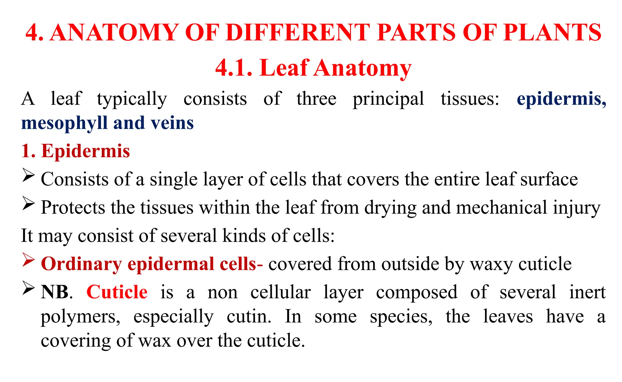 plant Morphology and anatomy ppt handout | PPTX