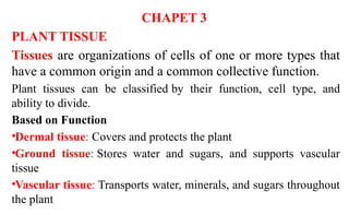 plant Morphology and anatomy ppt handout | PPTX