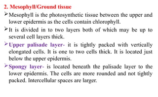 plant Morphology and anatomy ppt handout | PPTX