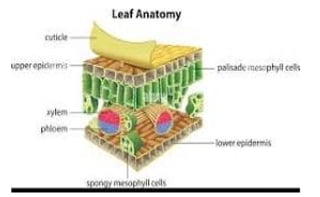 plant Morphology and anatomy ppt handout | PPTX