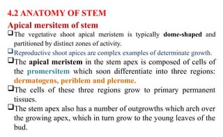 plant Morphology and anatomy ppt handout | PPTX