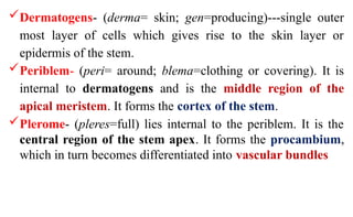 plant Morphology and anatomy ppt handout | PPTX