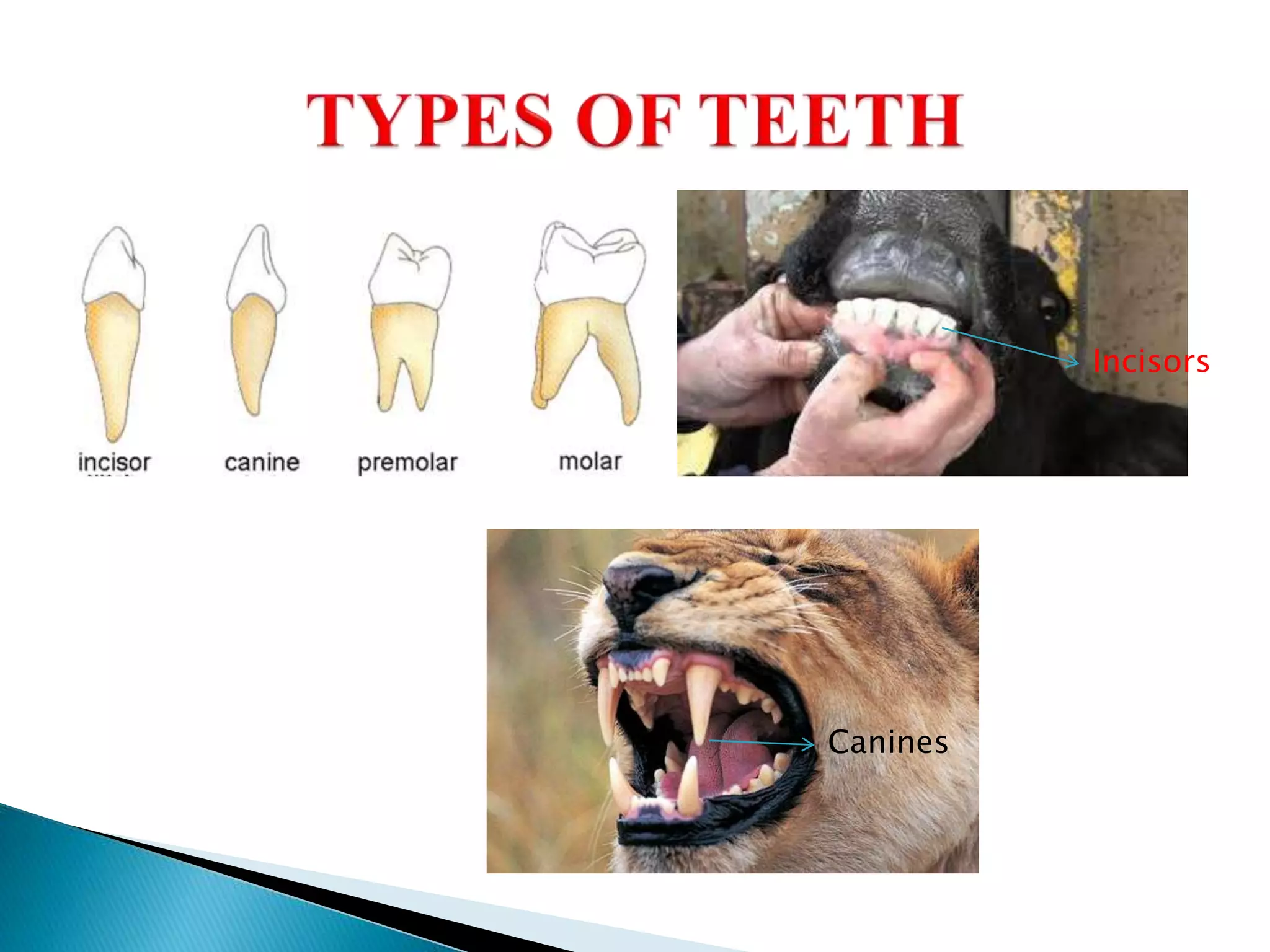 Ch 2 Reproduction in Animals | PPTX | Chemistry | Science