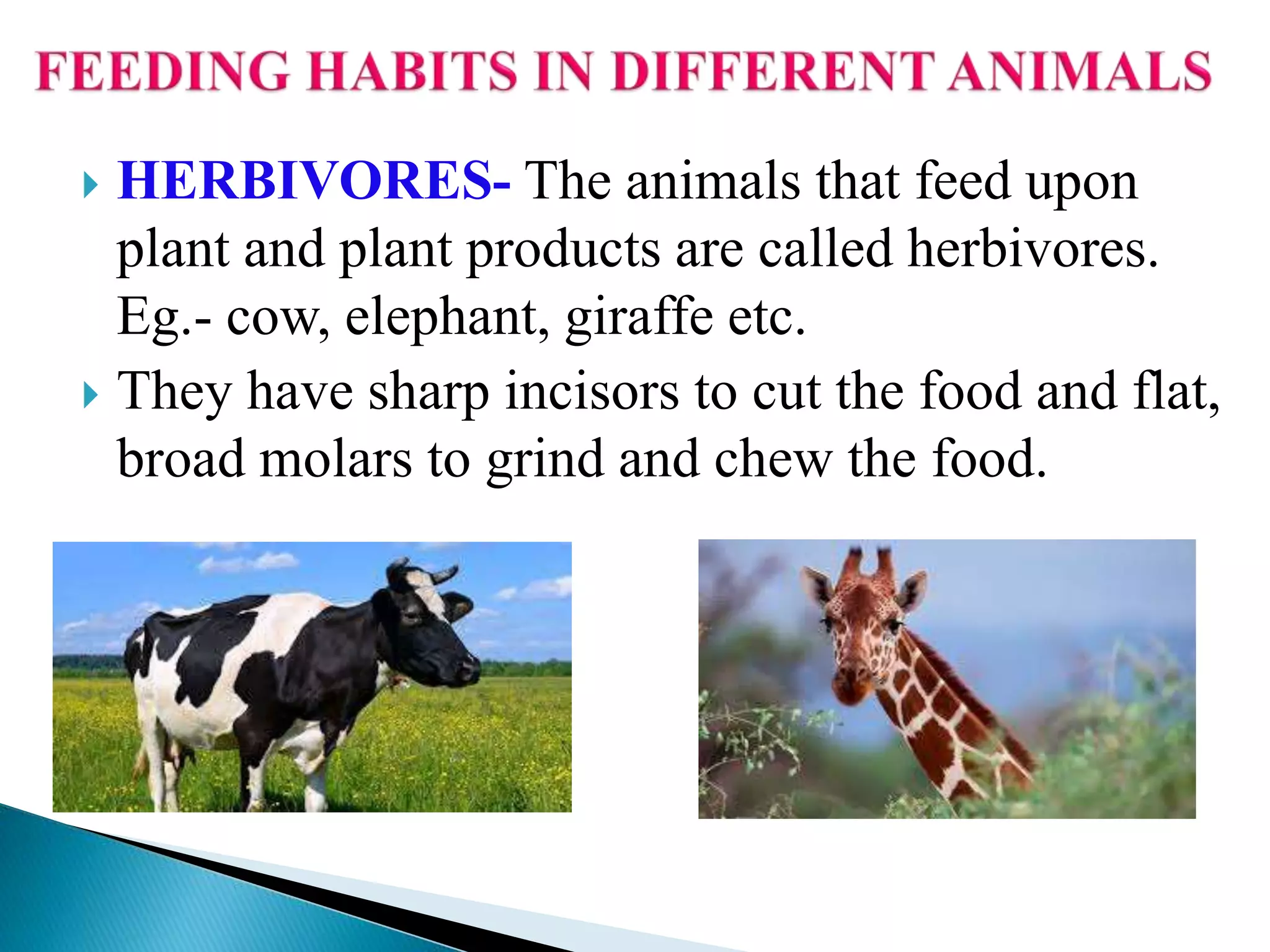 Ch 2 Reproduction in Animals | PPTX | Chemistry | Science