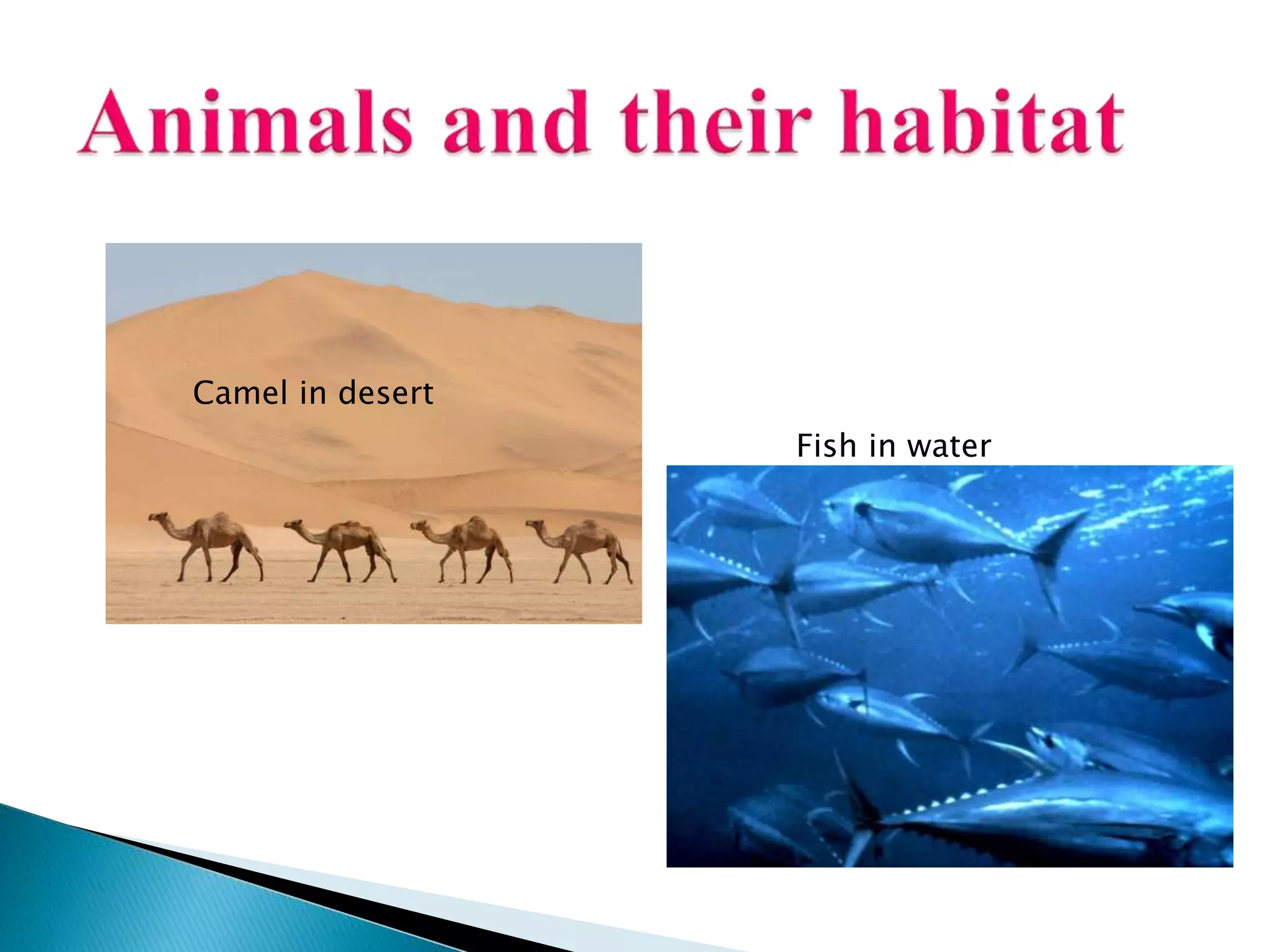 Ch 2 Reproduction in Animals | PPTX | Chemistry | Science