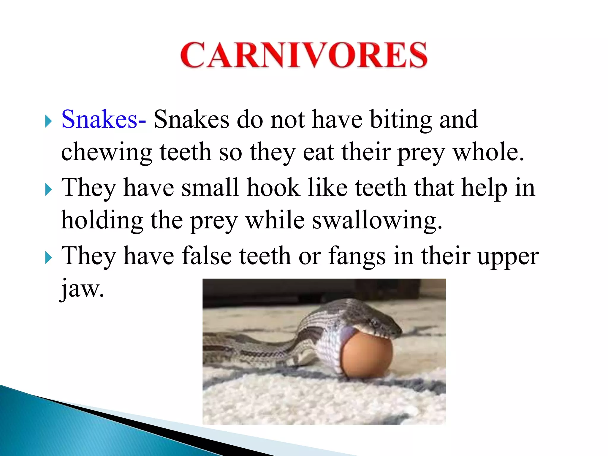 Ch 2 Reproduction in Animals | PPTX | Chemistry | Science