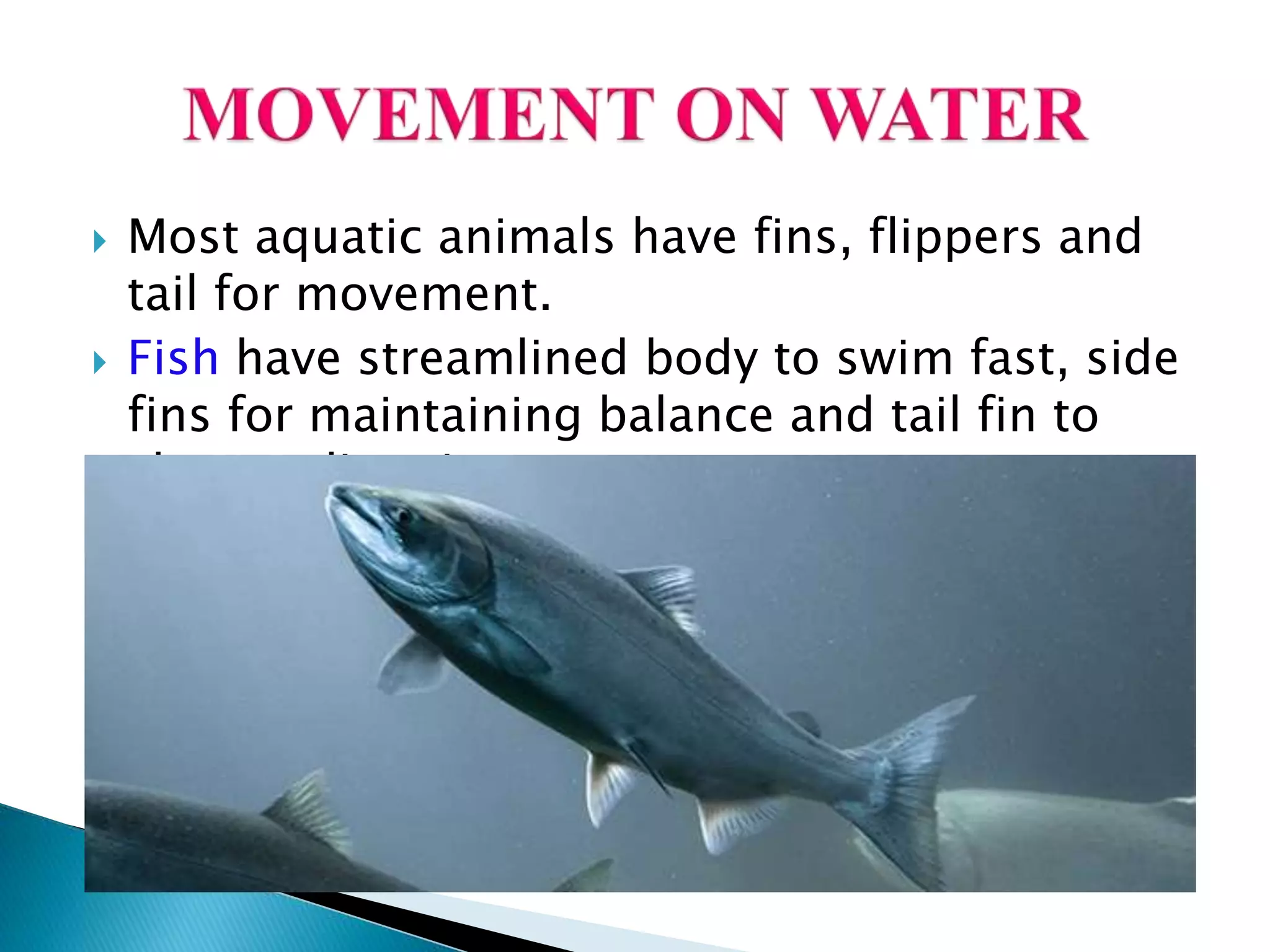 Ch 2 Reproduction in Animals | PPTX