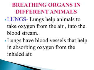Ch 2 Reproduction in Animals | PPTX
