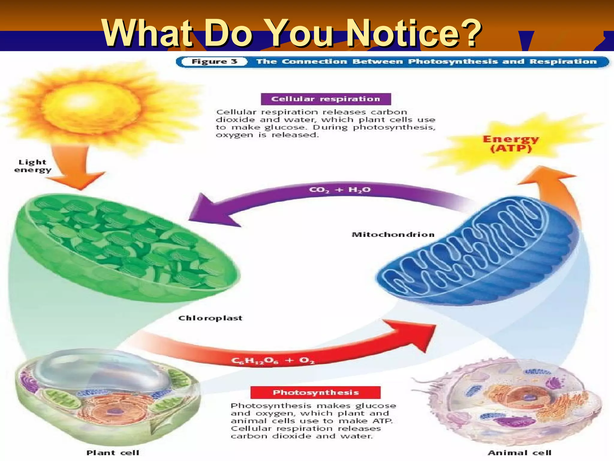 Ch.2, sec.1&2, cell energy-photosynthesis-respiration | PPT