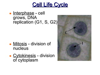 Ch 3 Cell Physiology | PPT