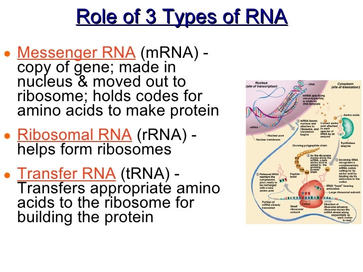Ch 3 Cell Physiology